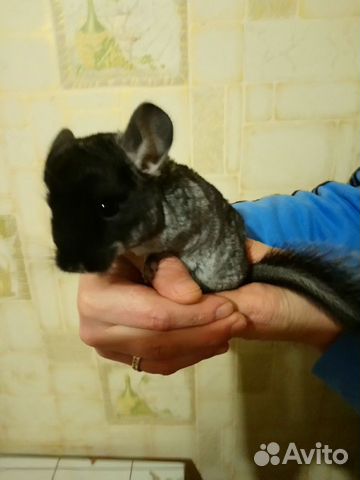 Продается шиншилленок