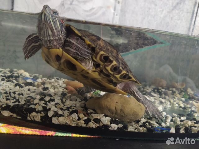 Черепаха