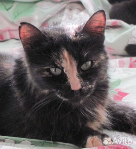 Юная пушистая красавица