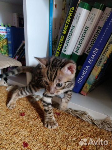 Котята бенгальские