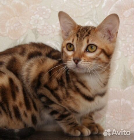 Бенгальская красотка