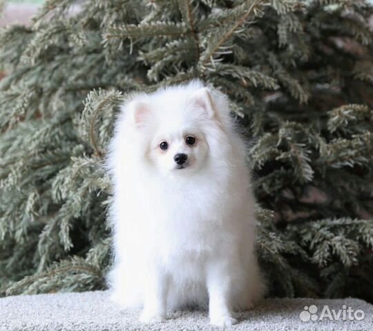 Красивая девочка малого шпица