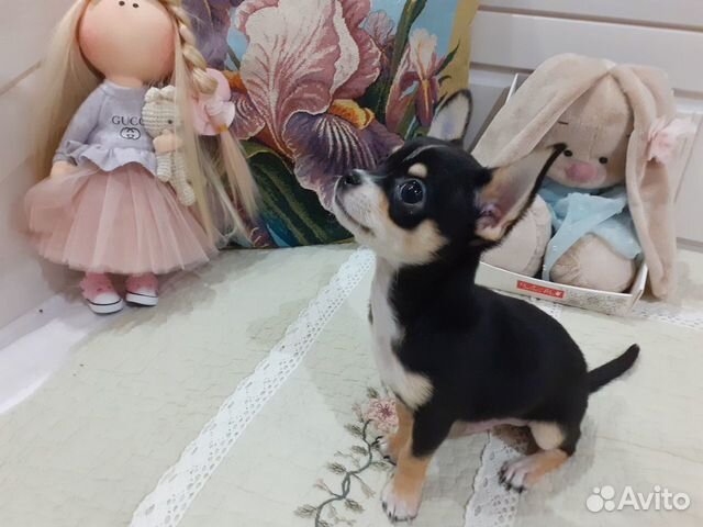 Чихуахуа мальчишечка