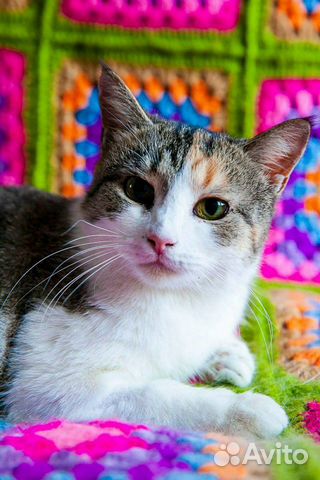 Кошечка "Душегреечка" в дар в добрые руки на счаст