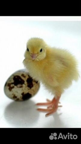 Яйцо инкубационное перепелиное