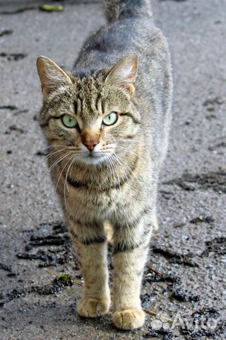 Шикарная Джастина
