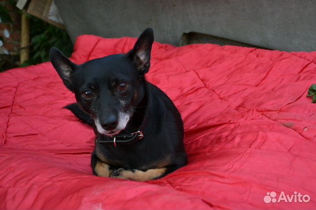 Ищет дом мелкий пёсик Султан