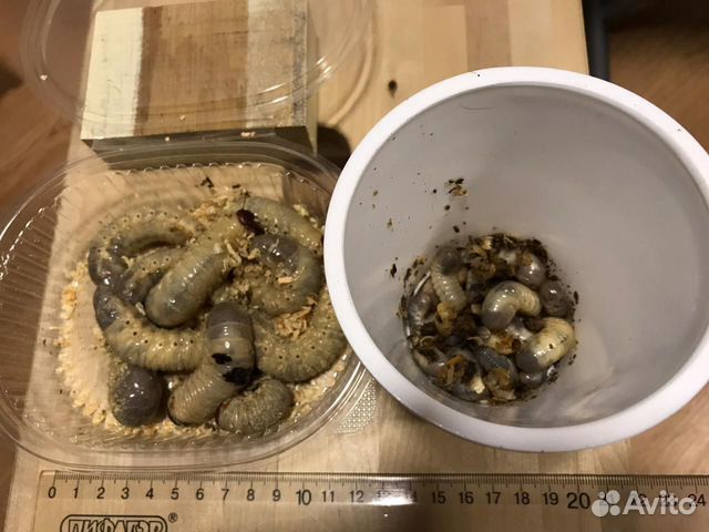 Личинки майского жука (Живой корм)