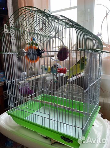 Волнистые Попугаи