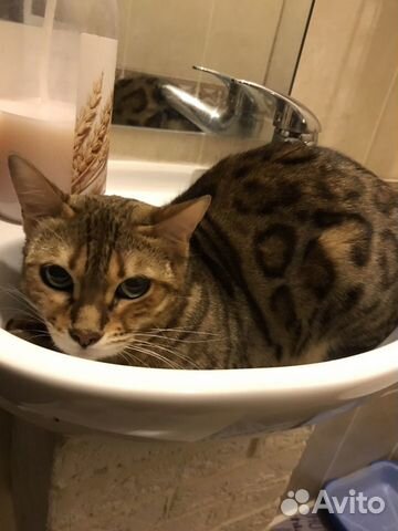 Бенгальская кошка