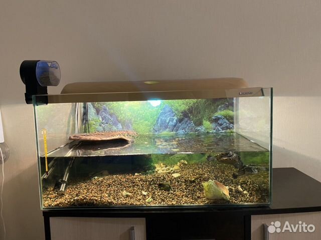 Красноухая черепаха