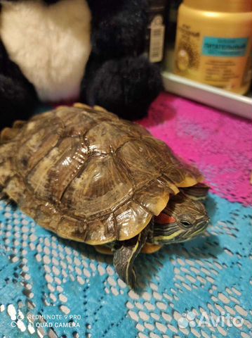 Черепаха