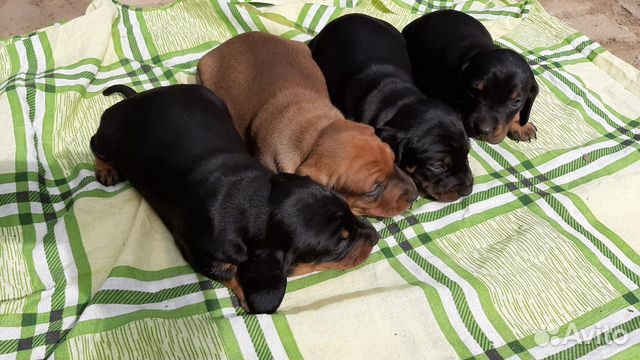 Продаются щенки Таксы