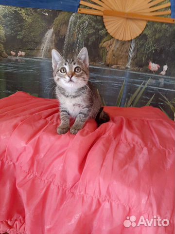 Кошка