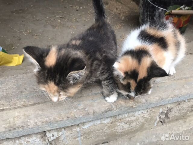 Котята от кошки мышеловки