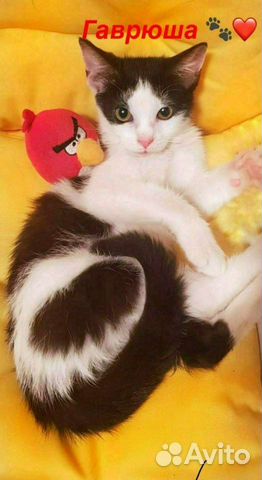 Котёнок Гаврюша