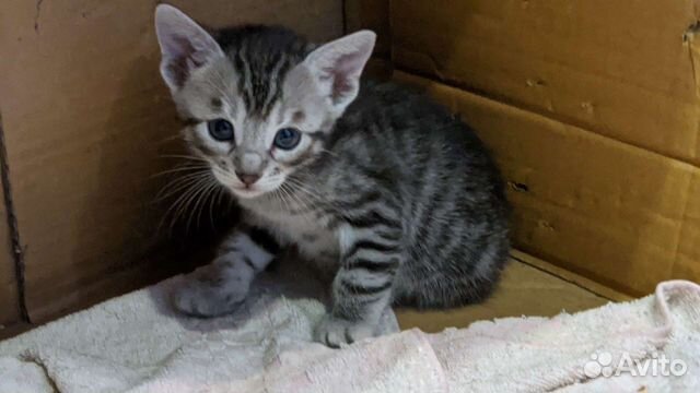 Бенгальская голубая полукровка