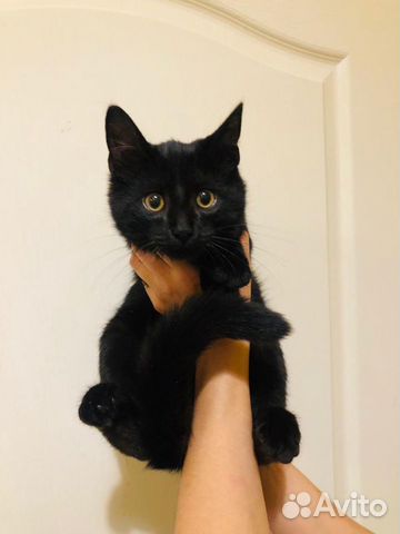 Котик 6 мес Медвежонок