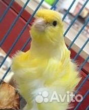 Кенар североголландский зовут Петух