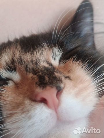 Котенок "Борминский демон"