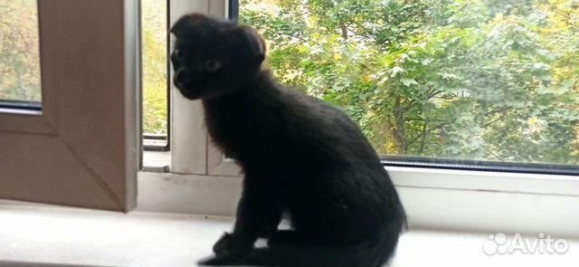 Вислоухий мальчик