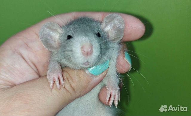 Крысенок Голубой Дамбо Мальчик