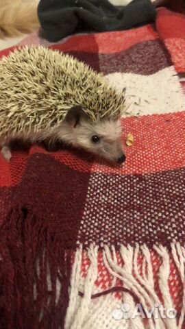 Африканский ежик