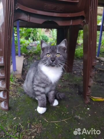 Котёнок в любящие руки