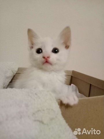 Белый котик