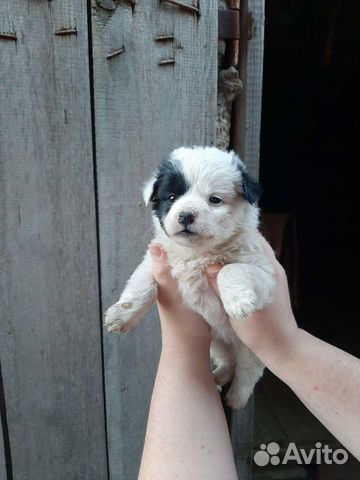 Щенки преданной дворняжки