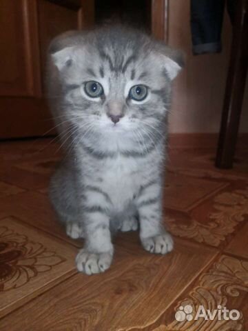 Котенок шотландский мальчик