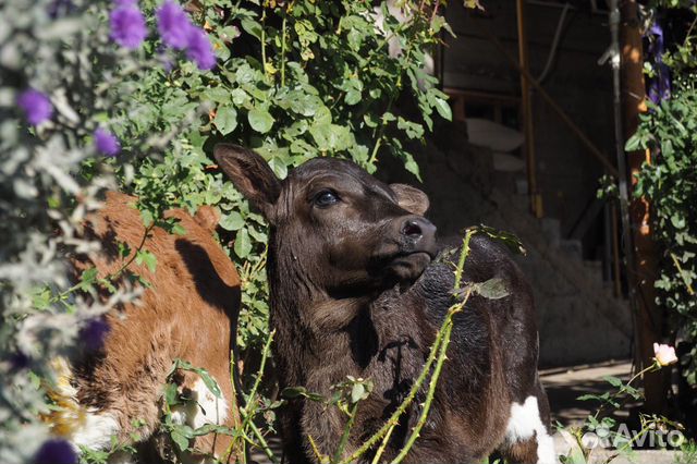 Телочка и Бычок