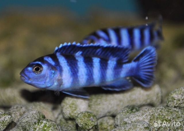 Рыбки демасони