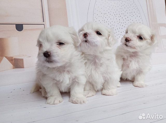 Мальтийская балонка (Мальтезе)