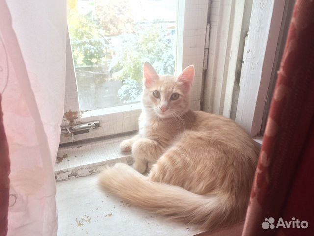 Маленький Ричи (милый котик)