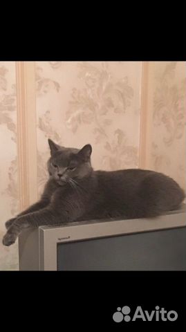 Кошка Британка