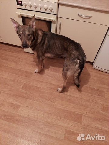Немецкая овчарка+хаски