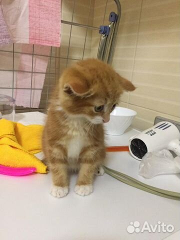 Ушки вертолетом,хвостик морковкой