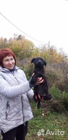 Щенок небольшая стерилизована девочка 3 месяца