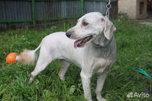 Щенок девочка стерилизуем 8 месяцев ниже колена