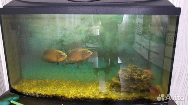 Аквариум с цихлидами