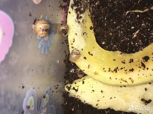 Улитки алибонски