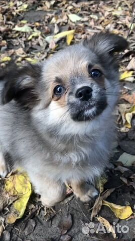 Щенок чихуахуа