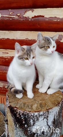 Очень ласковых котят оставили на дачах, где нет лю