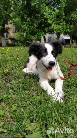 Бруно, Ричи и их сестренка Панда ждут новых хозяев