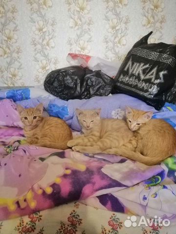 Котята 3 брата