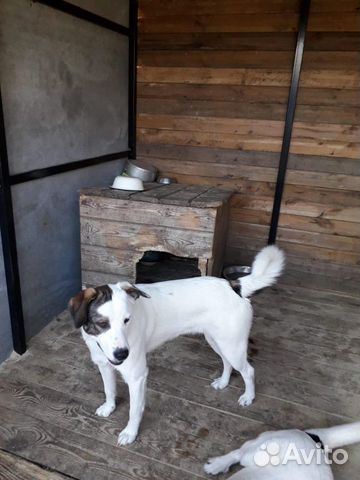 Мальчик Снупи