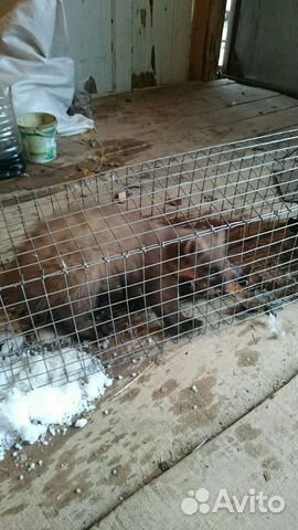 Куница живая