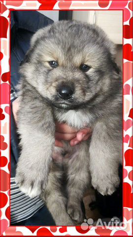 Зефир Зефирыч