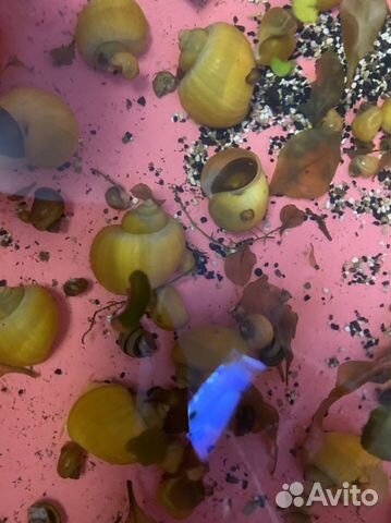 Улитки аквариумные